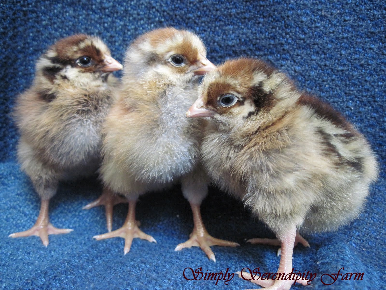 simple farm girl: Chicks at 4 and 5 weeks