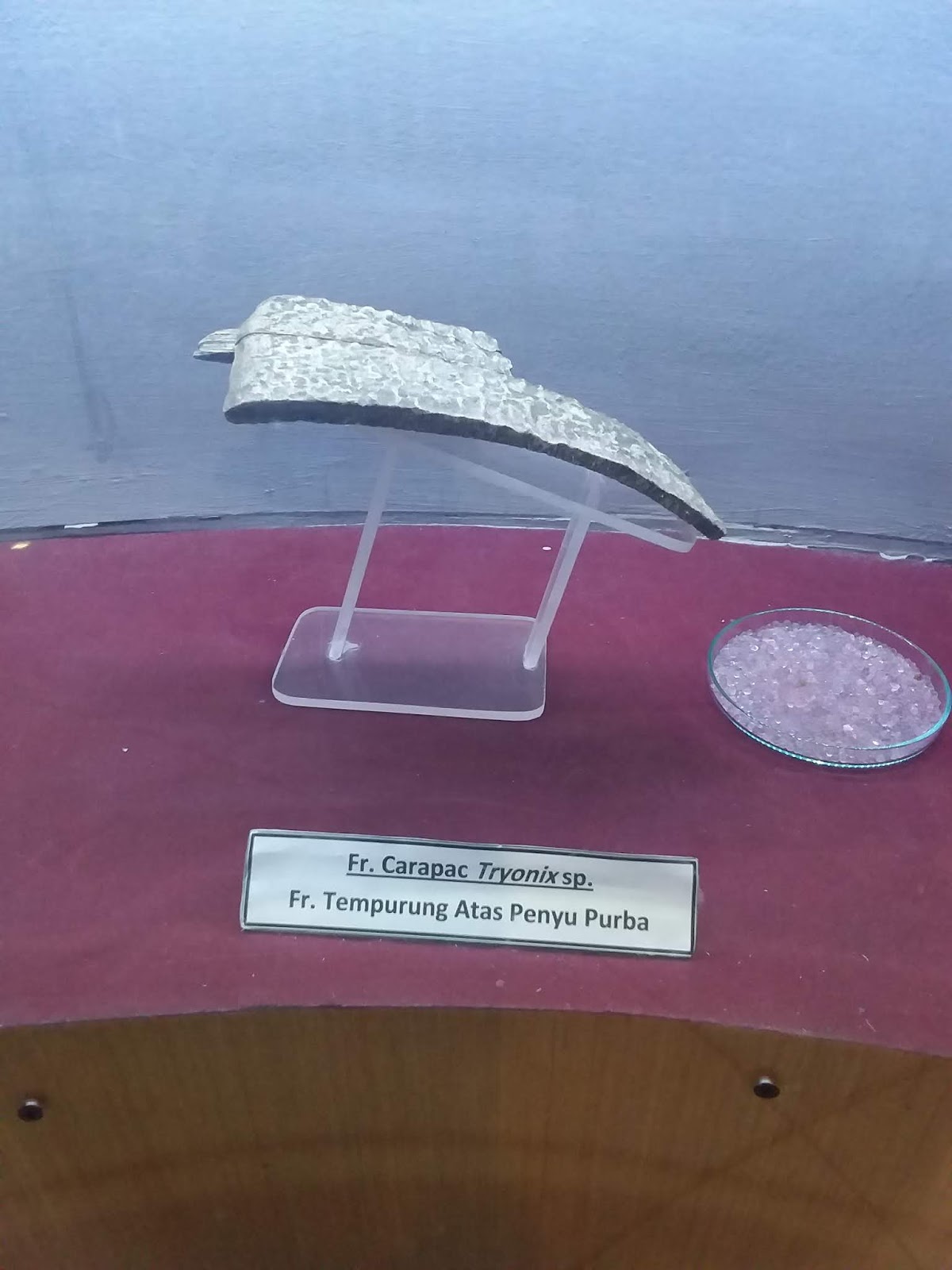 Sangiran Museum the World Heritage Site