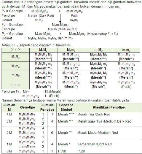 j'adore biology: Pewarisan Sifat