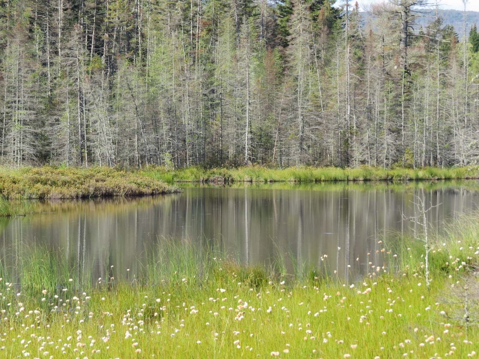 Vermont Birds and Words : Boreal Birds - NEK VT Moose Bog & Victory Basin