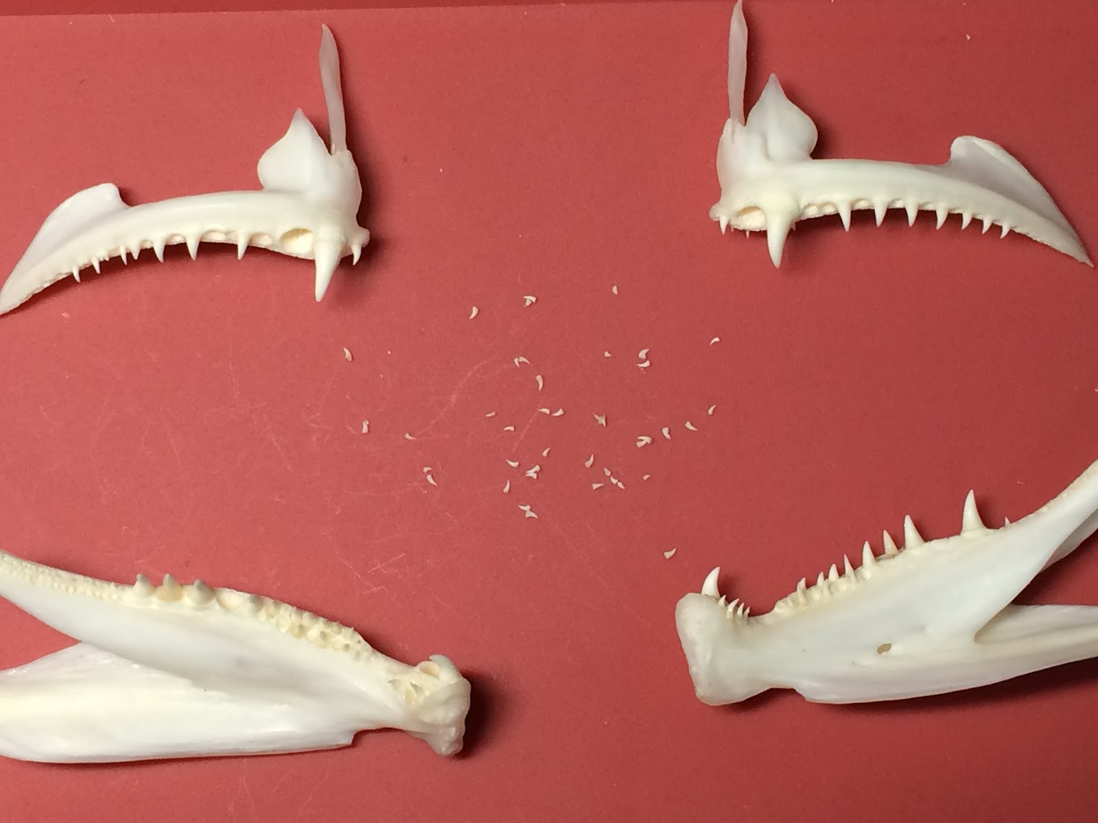 Glen's Fishing Adventures: Preserving fish teeth and skulls - #9