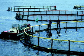 Biodiversité et activités humaines: Poissons sauvages ou d'élevage?