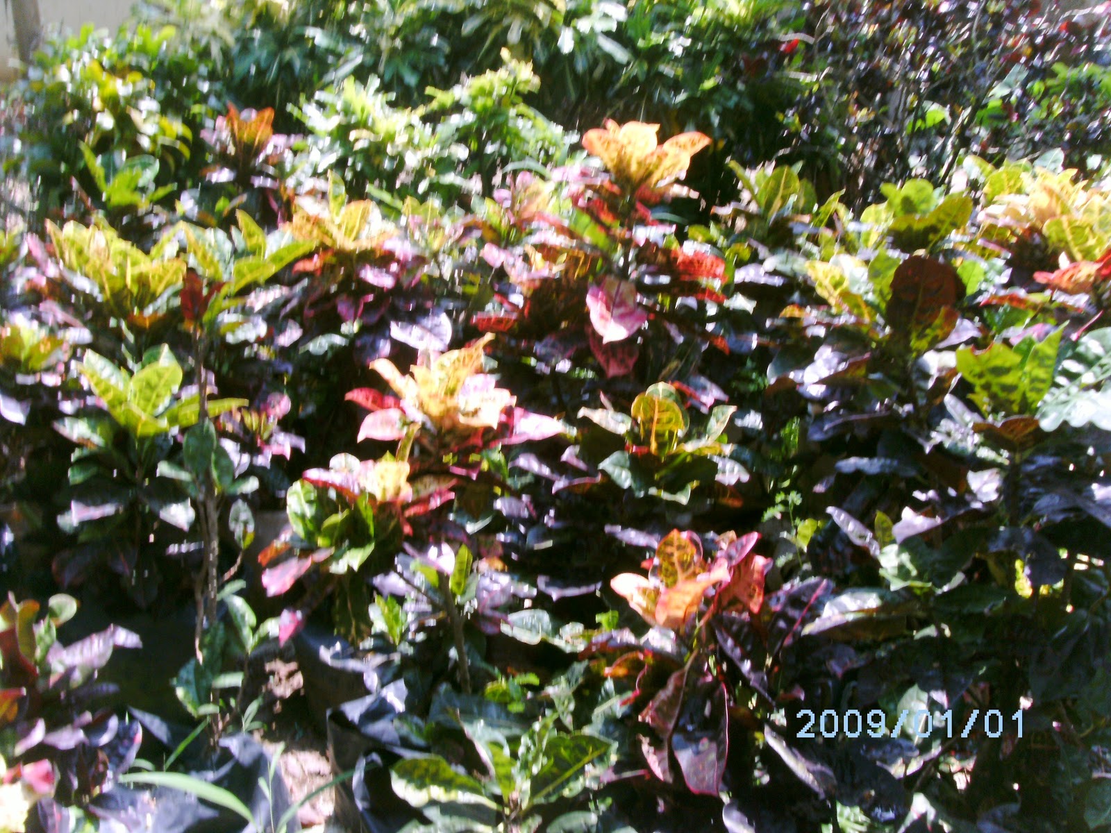 tukang pohon puring zet jakarta | menjual pohon puring zet jakarta ...