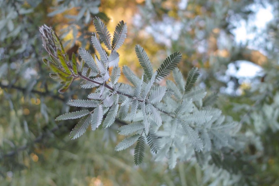 Tarım Siteniz: Akasya Ağaçları (Acacia Trees)
