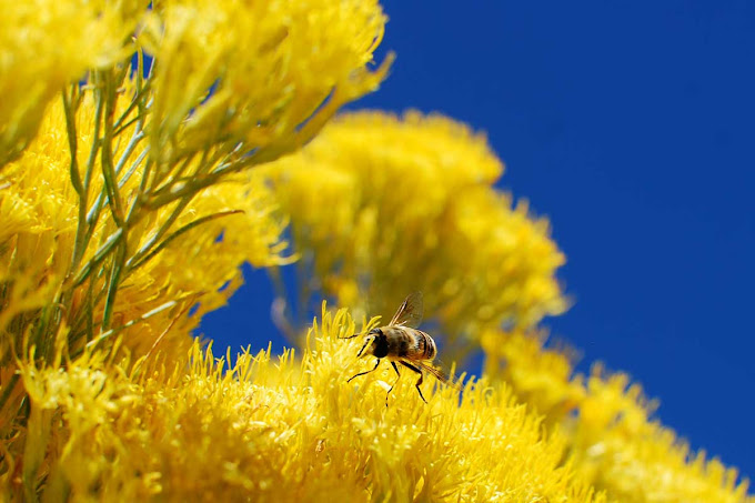 The 7MSN Ranch: Screaming yellow chamisa