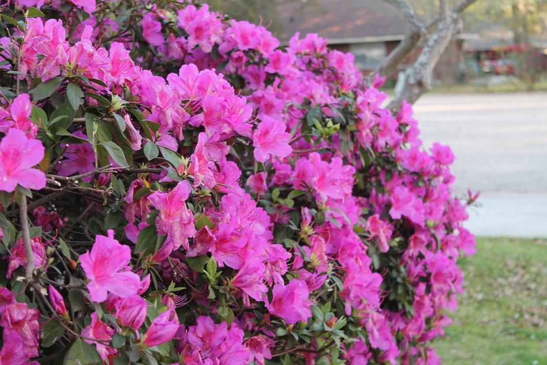 silvermari & the stick: Azaleas