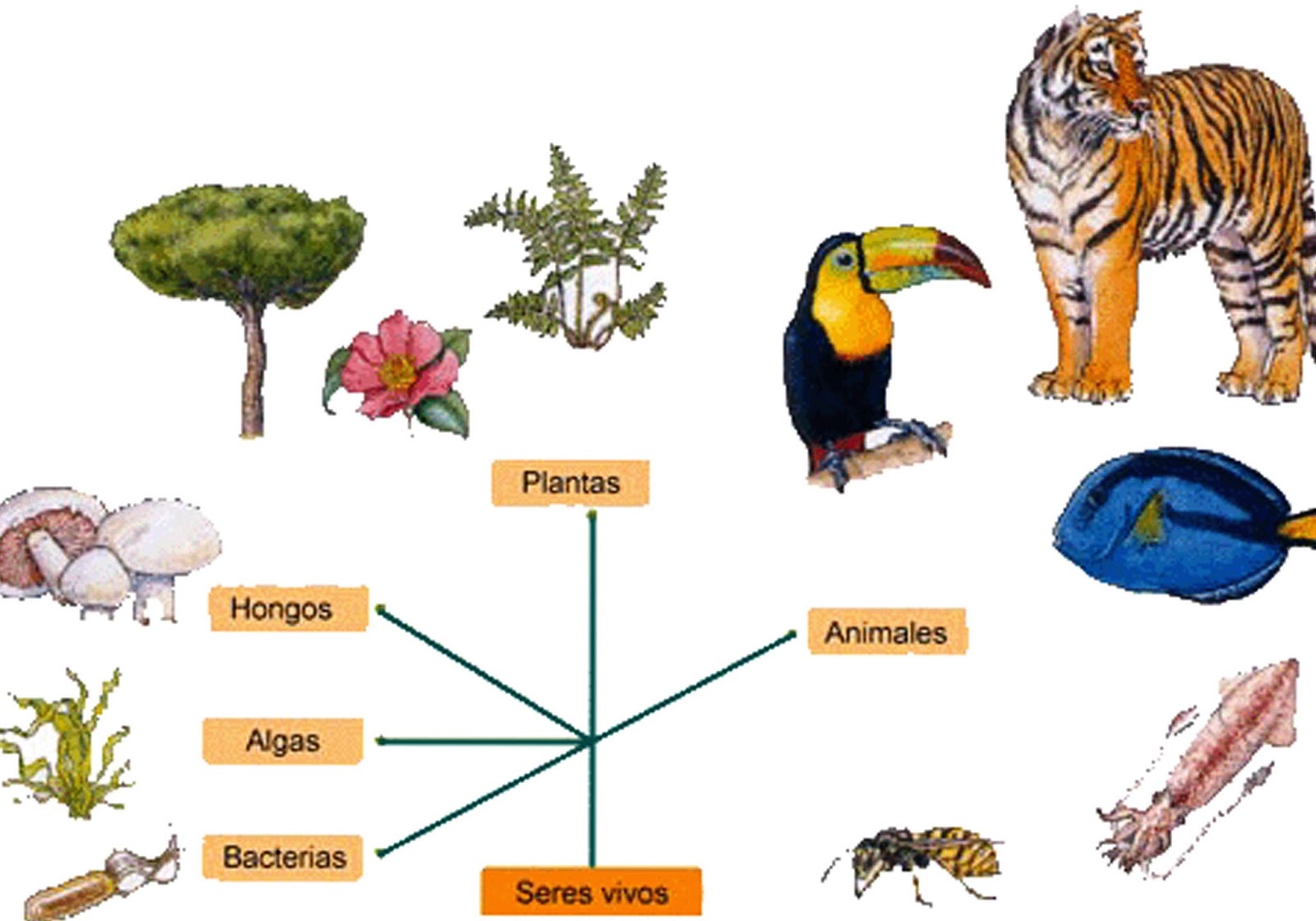 Aprendiendo sobre los seres vivos: GENERALIDADES DE LOS SERES VIVOS.