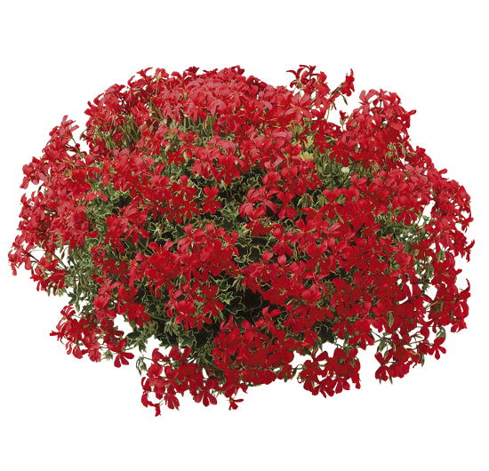 noi si florile: muscata curgatoare