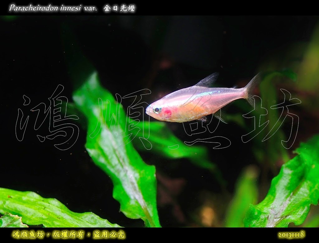 鴻順魚坊: Paracheirodon innesi 日光燈(包含金日光燈、鑽石日光燈)
