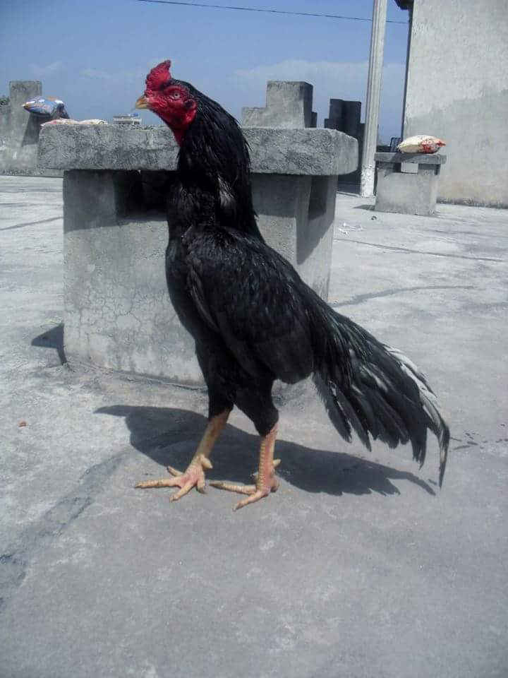 pakistani Aseel/Asil Breed Chicken
