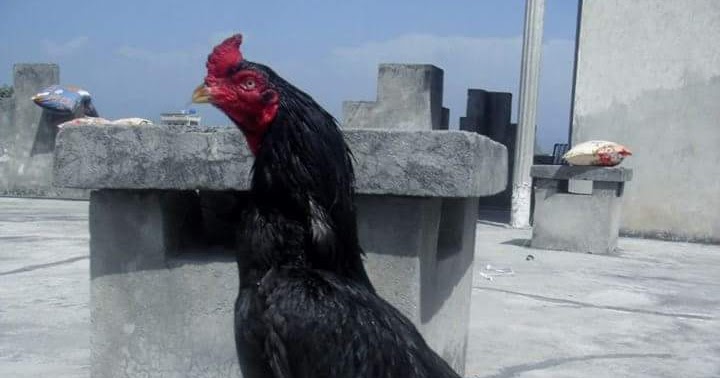 pakistani Aseel/Asil Breed Chicken