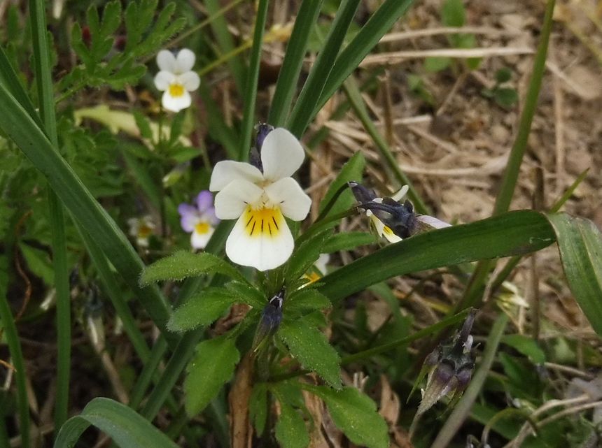 Naturwanderin: Fast rum.....