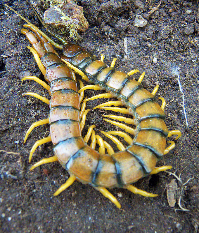 Un paseo por la zoología: Fotografiar microfauna.