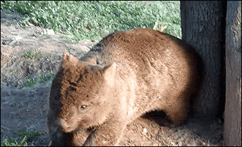 Visual Consumer: Just a wombat scratching an itchy butt