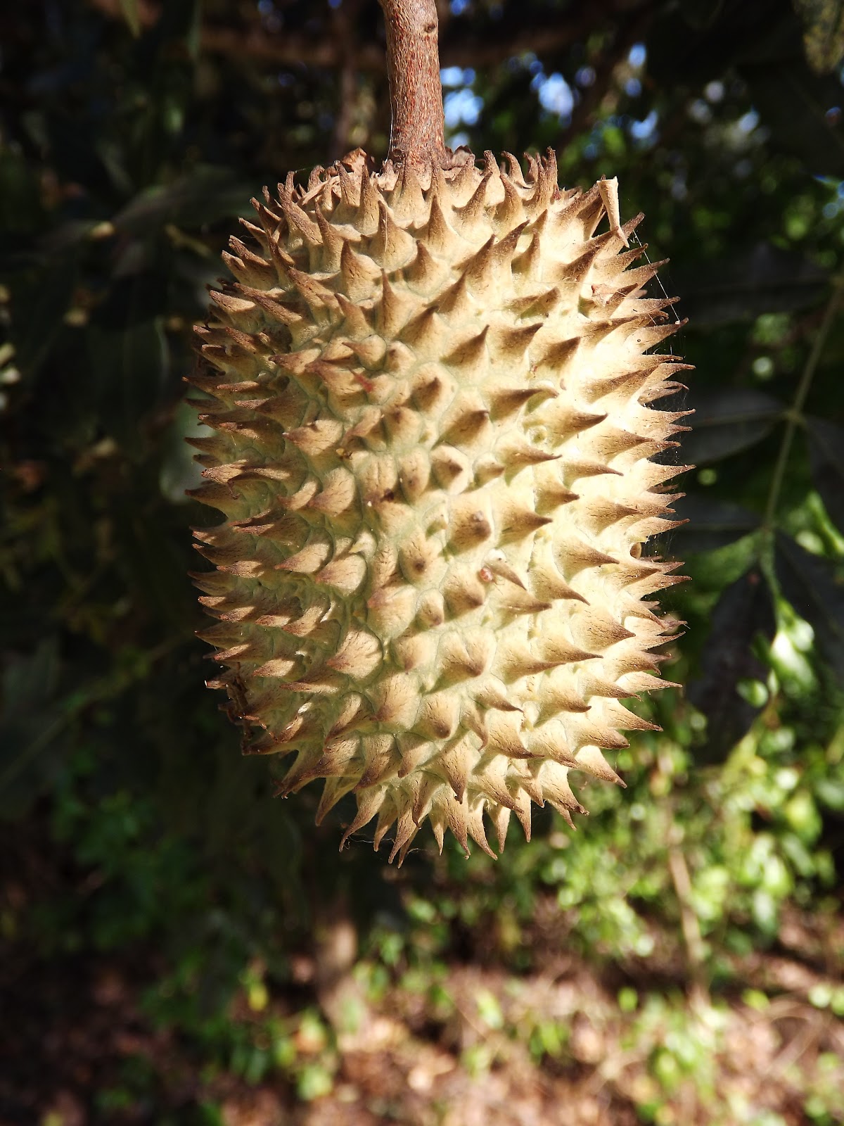 thehappysnapper: Crow's Ash Seed Pod