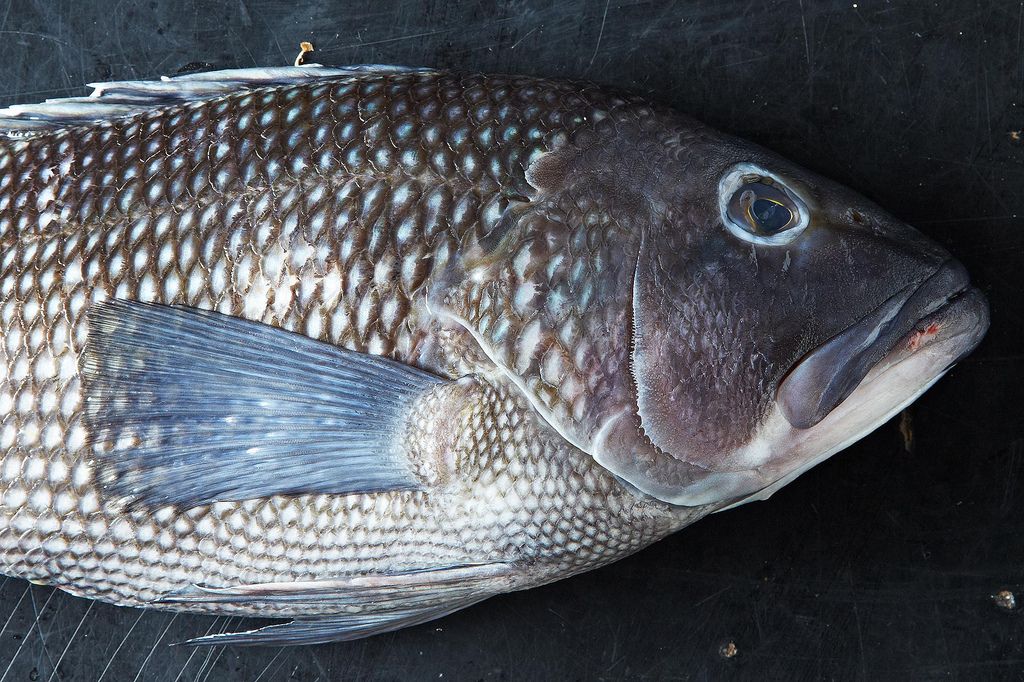 Milk Fish Fresh Important Buying Guides | Indonesia Milkfish Factory ...