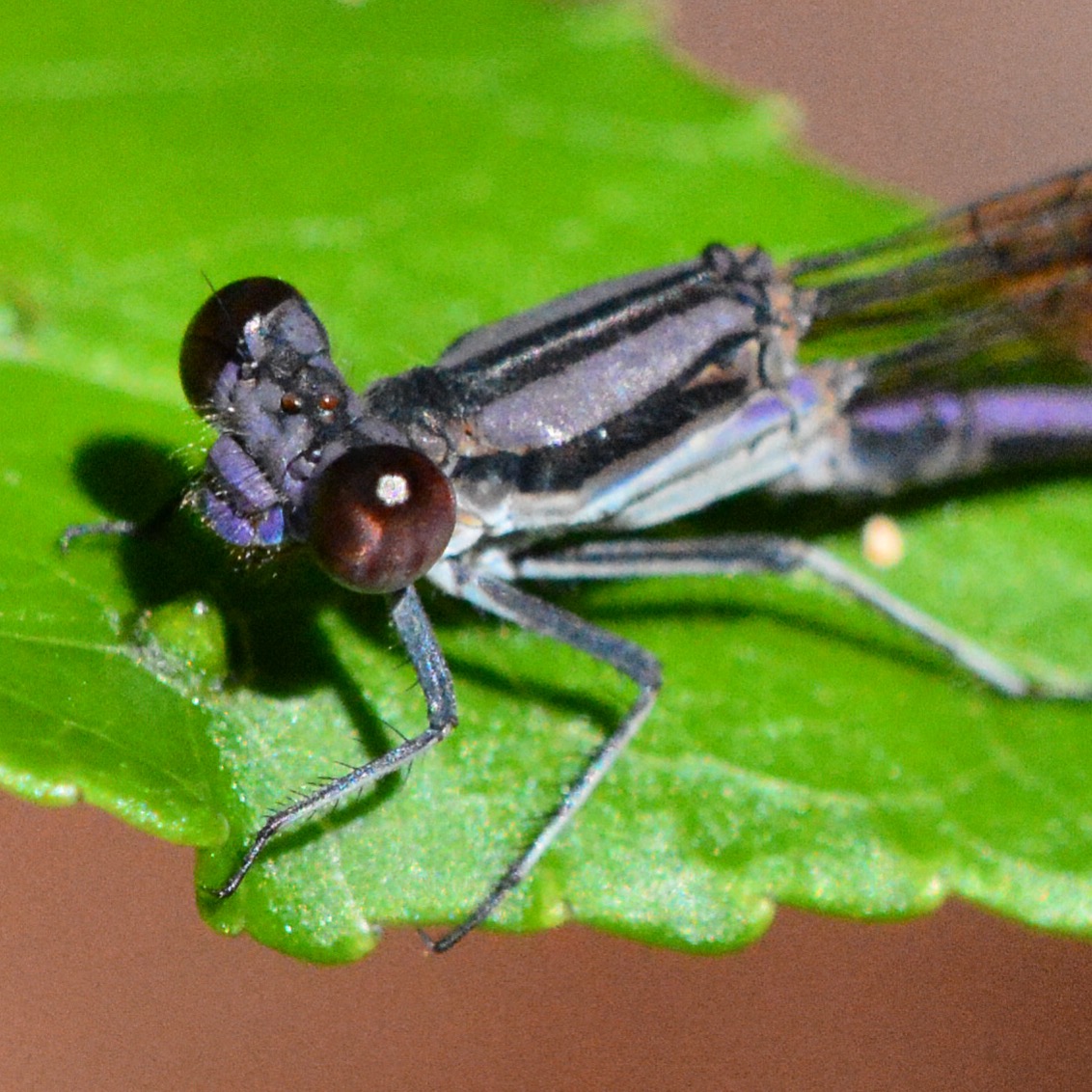 The Latest: Georgia Dragonfly Photos