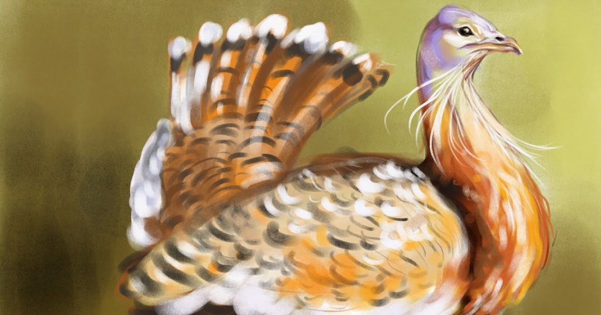 Birds: Great Bustard