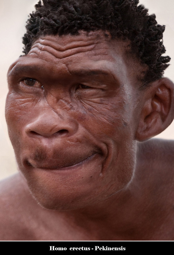 homo erectus - JungleKey.fr Image #100