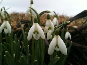 The Snowdrop Story | Creative STAR Learning | I'm a teacher, get me ...