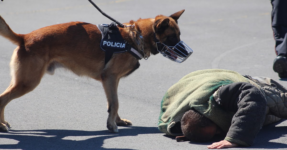 El PNV logra tres perros de ataque para la policía tras meses de ...