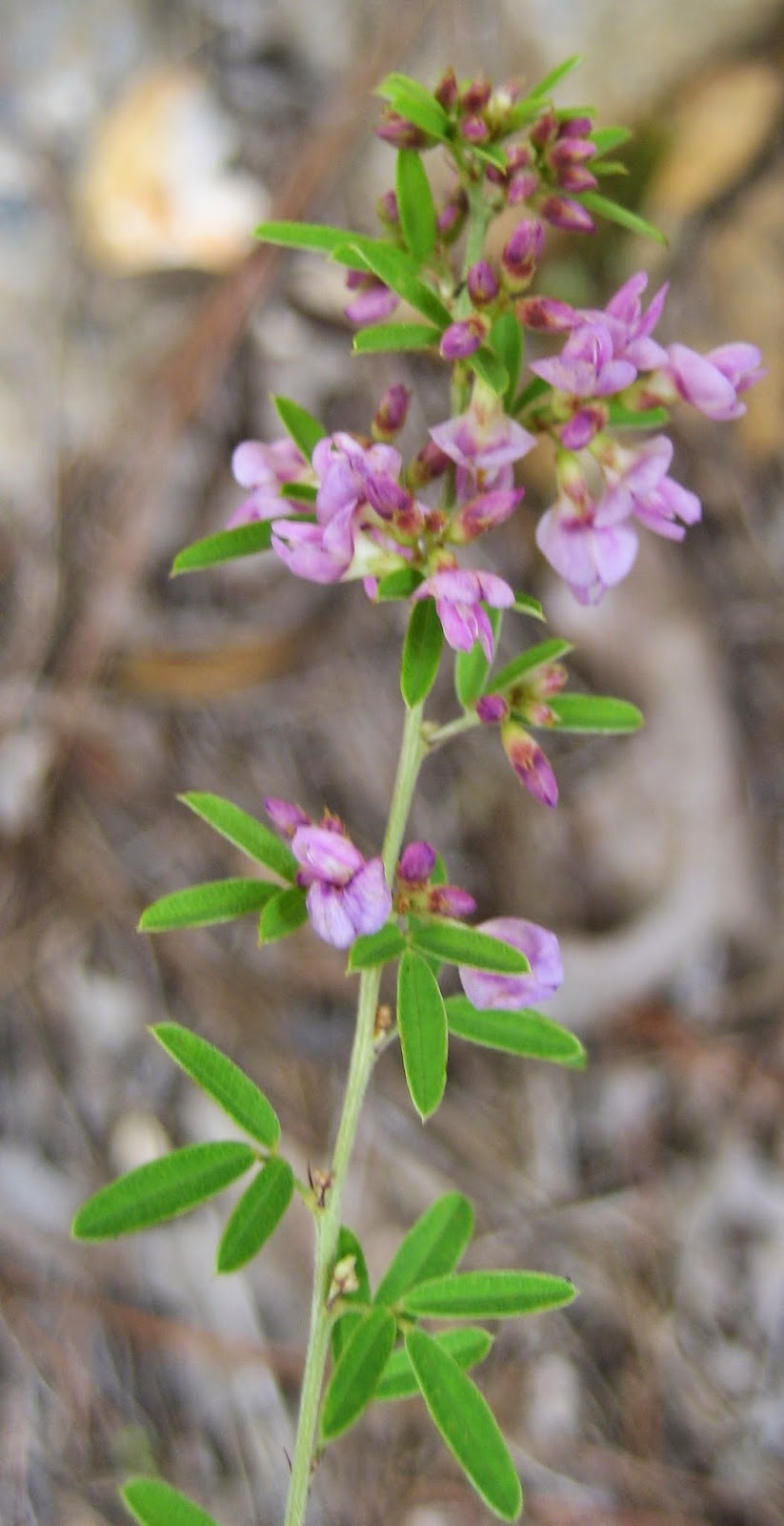 Discovering His Creation: Slender Bush-clover (Lespedeza virginica)