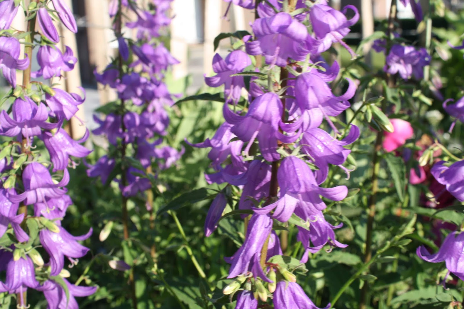 Jardin à Welekete: Adenophora Khasiana