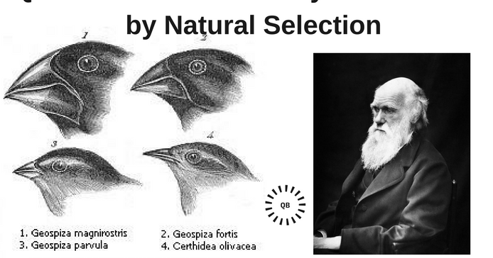 Quiz on Darwin's Theory of Evolution by Natural Selection | Biology ...