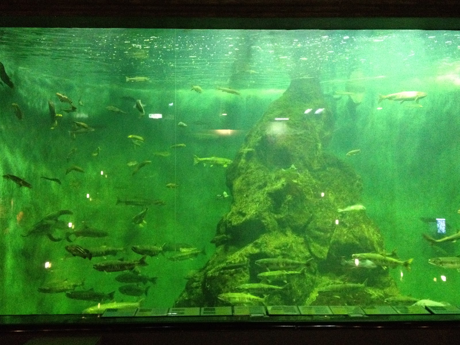 VIAJE DE LUNA.: JTB Monitor Tour course C : Shibetsu Salmon Park ...