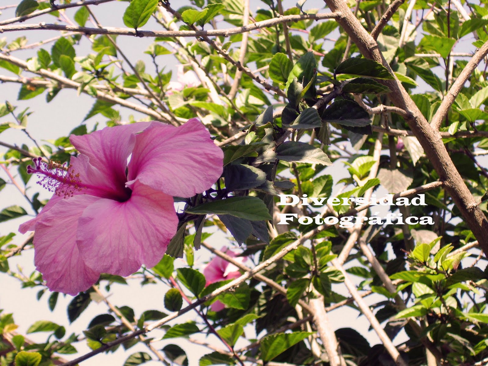 Diversidad Fotográfica: Cucarda