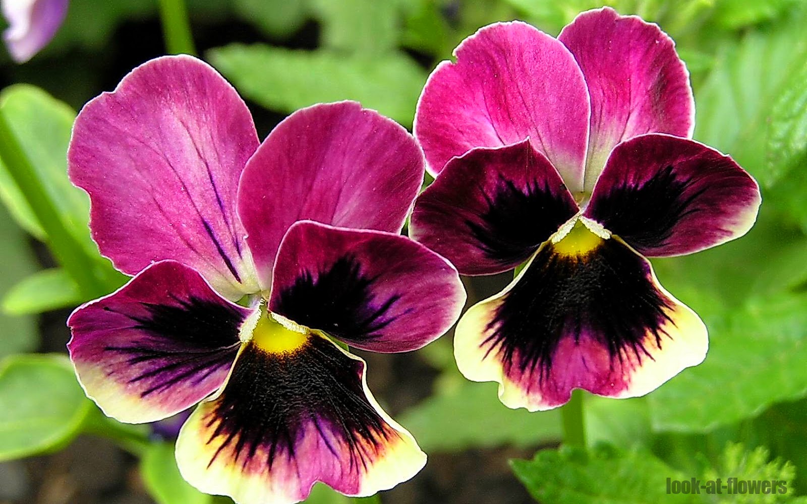 Pansy flower|Pictures of flowers