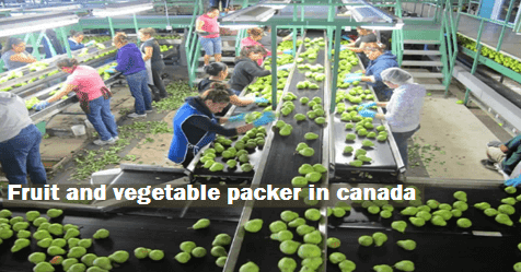 Fruit and vegetable packer vacancies in canada - LinJob