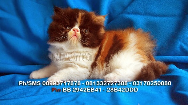 Hamster Dan Kucing Persia Murah Surabaya: DI JUAL KUCING BETINA BELANG ...