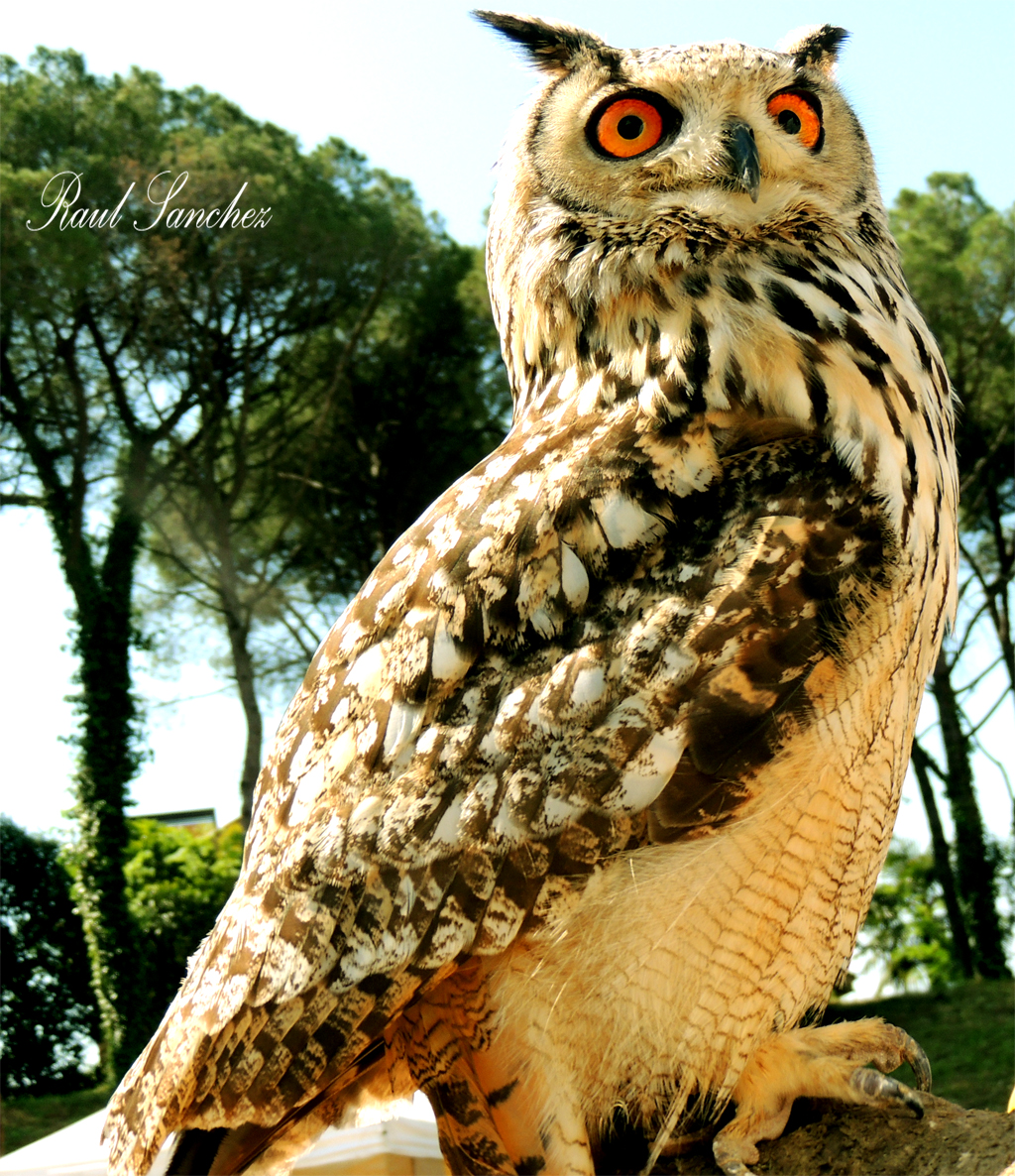 Naturaleza Viva : Buho Real de Bengala (Bubo bengalensis)