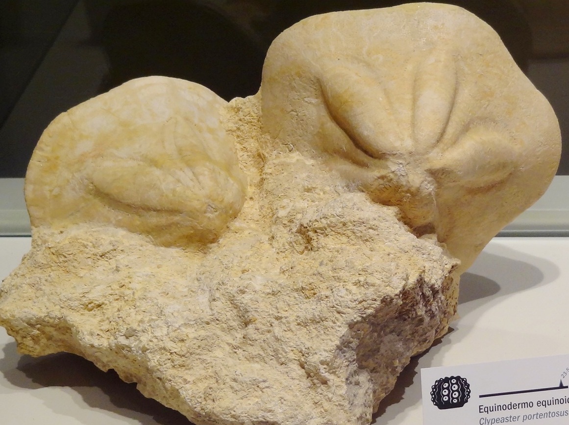 Fossil corals: Fossil corals : Clypeaster