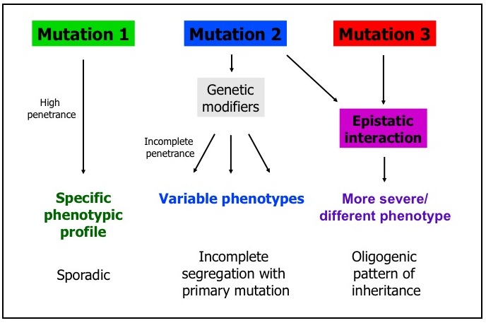 Complex interactions among epilepsy genes