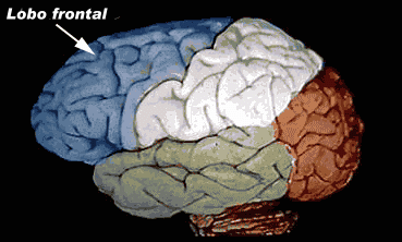 MIL MANEIRAS Estimulação Pedagógica: AS REGIÕES CEREBRAIS, A VIDA E AS ...