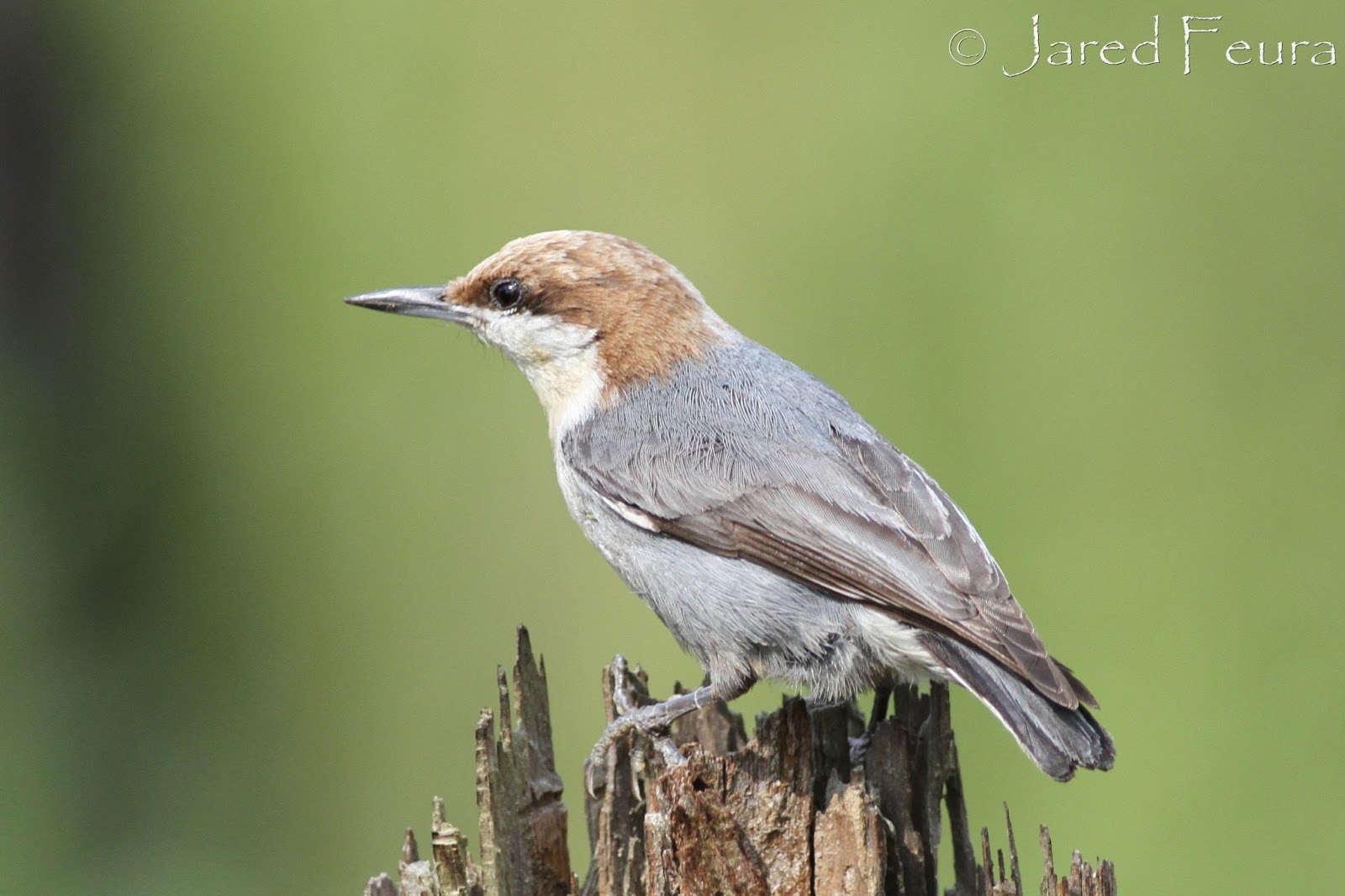 The Scribbling Jay: Brown-headed Nuthatch