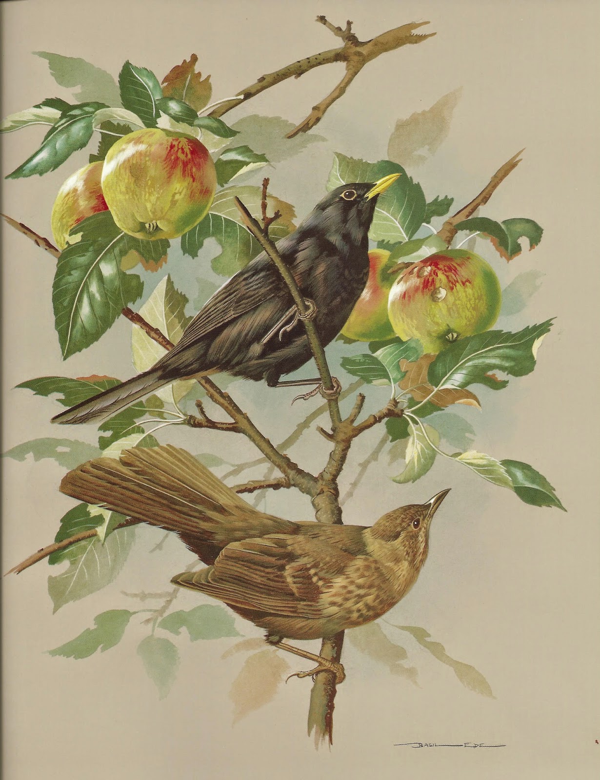 Welcome: The Birds of the Village by Basil Ede