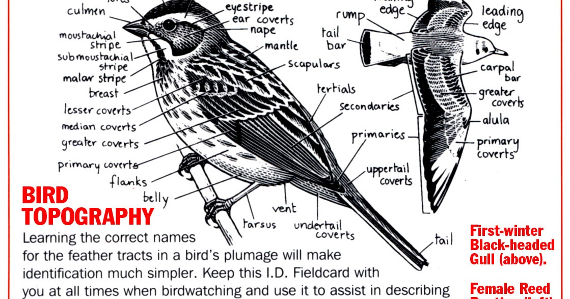 Birding for Beginners course