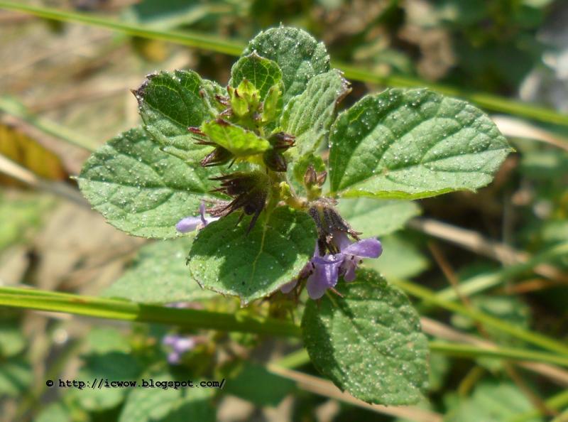 Tukma Ful(তুকমা ফুল) - Hyptis suaveolens