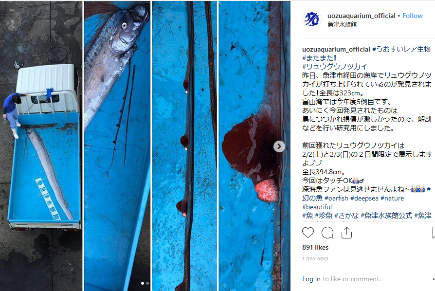 Earthquake Prediction: Sightings of rare oarfish in Japan raise fears ...