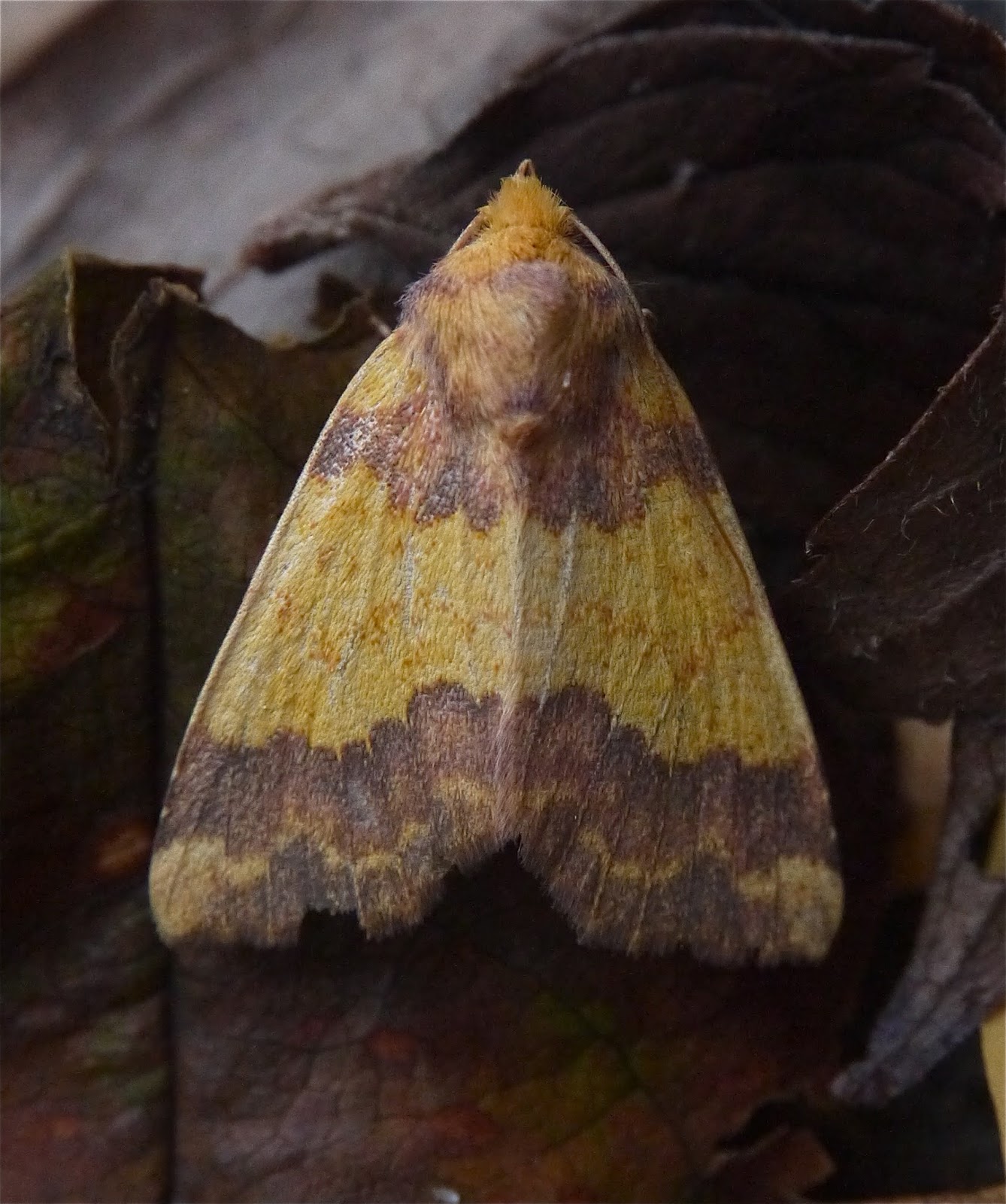 Northwest Norfolk Naturalists: November Moth, Bordered Sallow and The ...