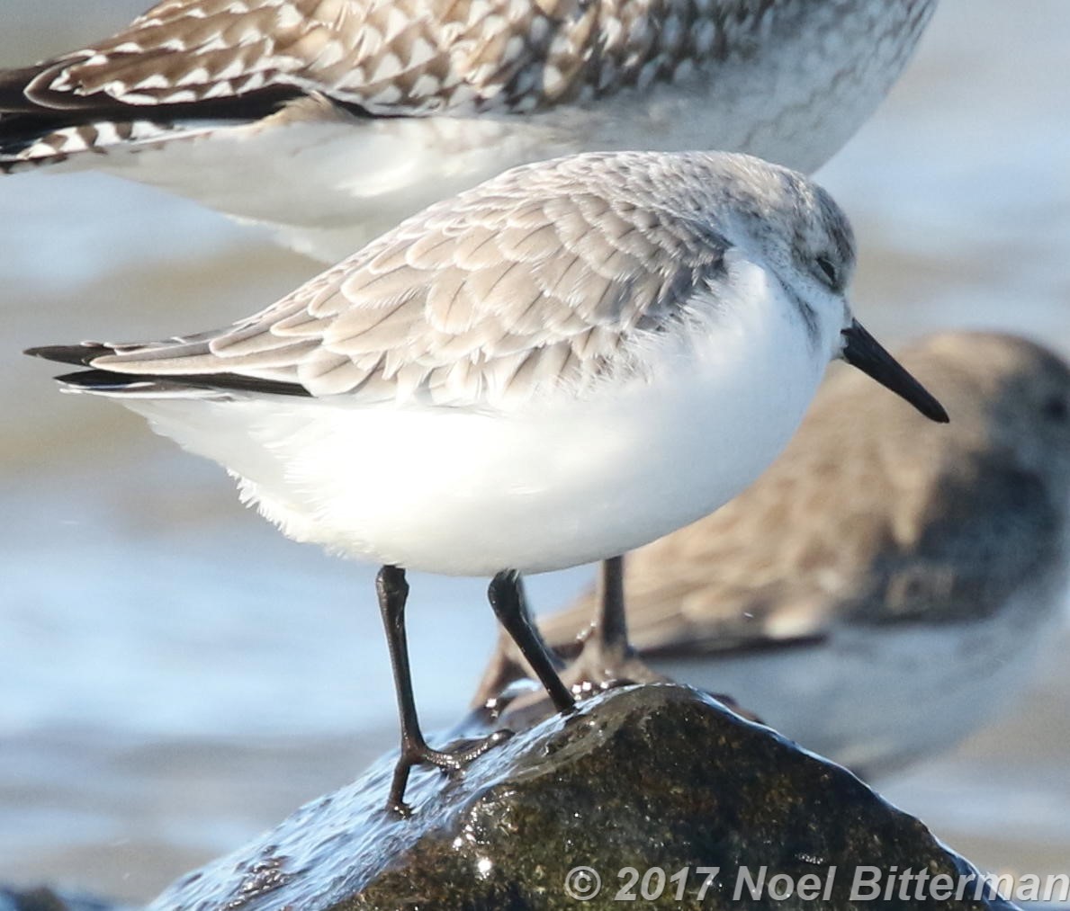 Eco Birding: January 2017