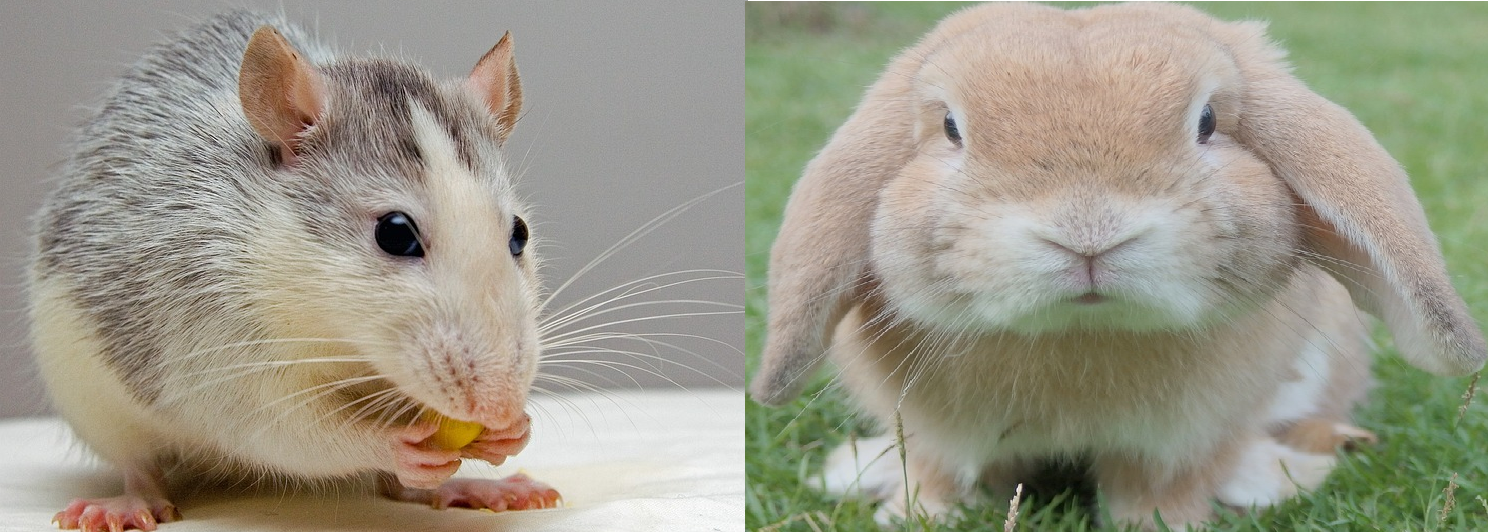 Chinese Horoscope Compatibility Between A Rat And A Rabbit chinese-horoscope-compatibility-between-a-rat-and-a-rabbit