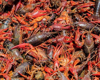 Crazy Alan's Swamp Shack: How Year Round Crawfish Supplies are ...