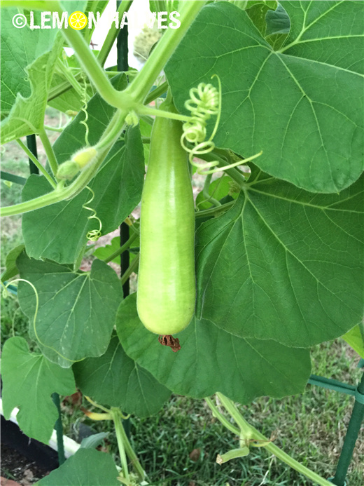 Lemon Halves: Edible Tambuli/ Lauki/ Calabash/ Bottle Gourd 2015 Update 3