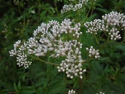 verdefolhaverde: FEDEGOSO (EWÉ RÉRÉ)