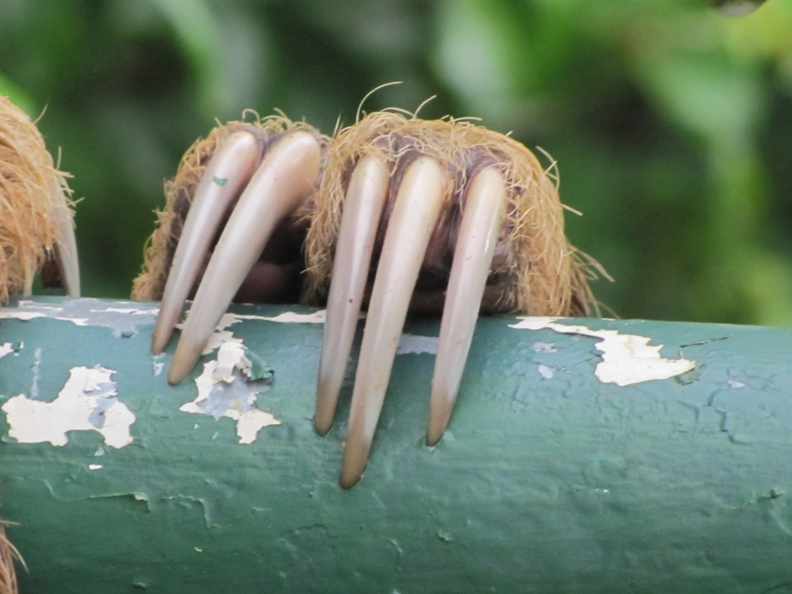 YOUTH AND BIODIVERSITY: Recent Wildlife In my Neighbourhood (Panama)