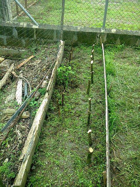 Gliricidia Sepium: MATARRATÓN